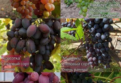Саженцы винограда, саженцы плодовых деревьев