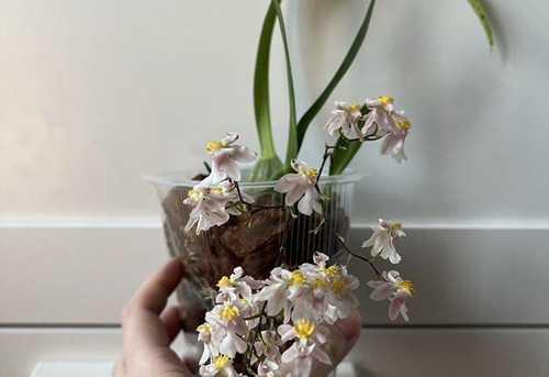 Орхидея онцидиум (ароматная)