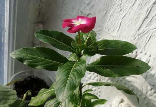 Катарантус, цветок
