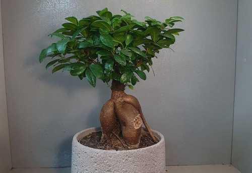 Растение Бонсай - Фикус Микрокарпа 45см