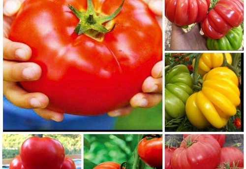 Семена томатов для универсального грунта