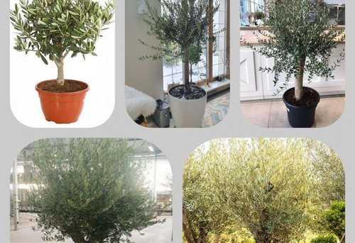 Оливковое дерево