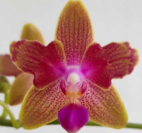 Цветущий phal. Miki Golden Sand '1363' peloric