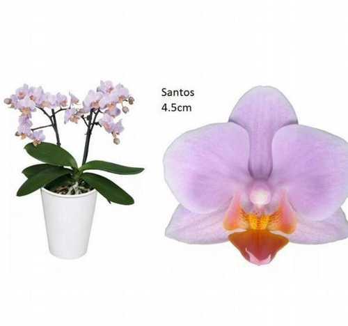 Орхидея фаленопсис Сантос