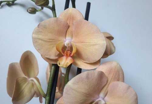 Орхидея Карина/Африканский закат