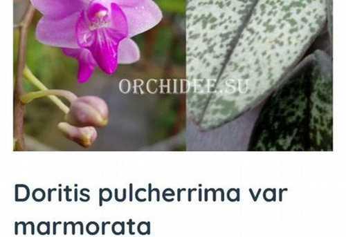Миниатюрная орхидея Доритис пульшерима