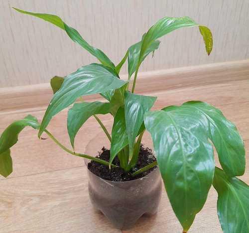 Спатифиллум