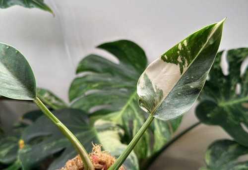 Philodendron Green Congo variegated низ с деткой