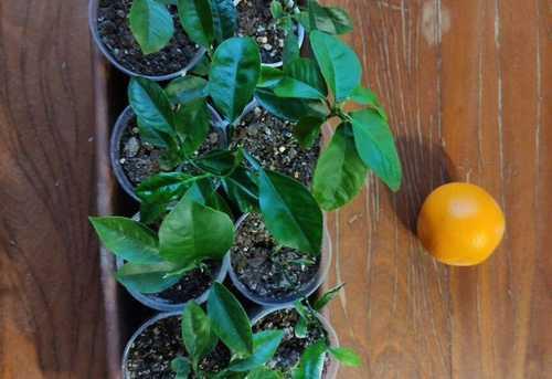 Цитрусовые: лимон, апельсин, мандарин