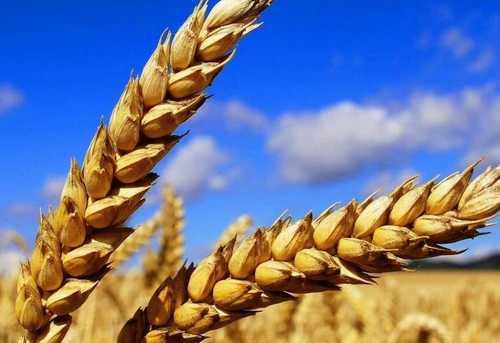 Семена пшеницы яровой Никон Элита, Супер Элита