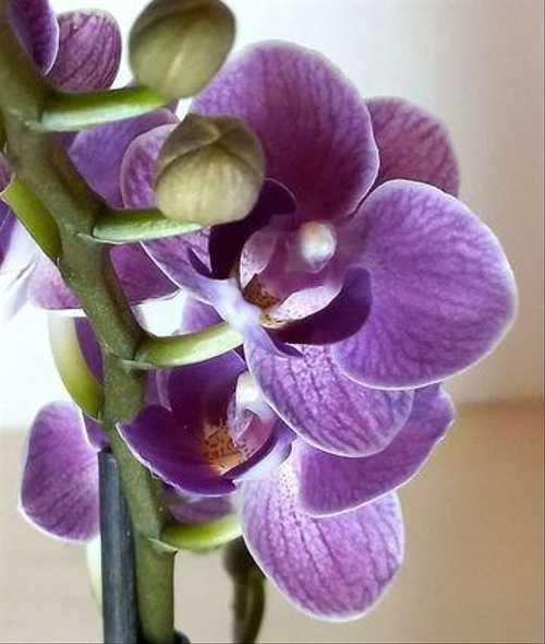 Орхидея Violet Queen/Фиолетовая королева