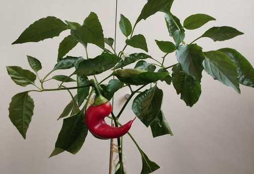 Перец острый / взрослое растение