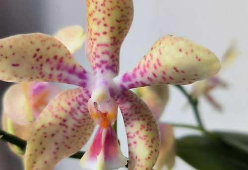Орхидея фаленопсис Джулия ароматная