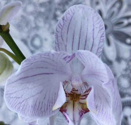 Орхидея цветущая h90 см цветы 11.5 см
