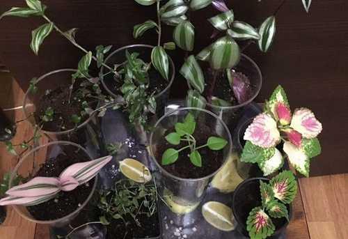 Набор растений для дома и сада