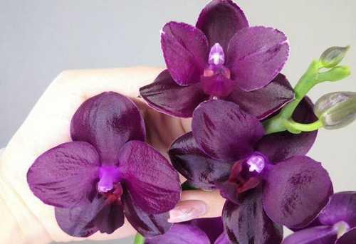 Орхидея ароматная Sogo Relax