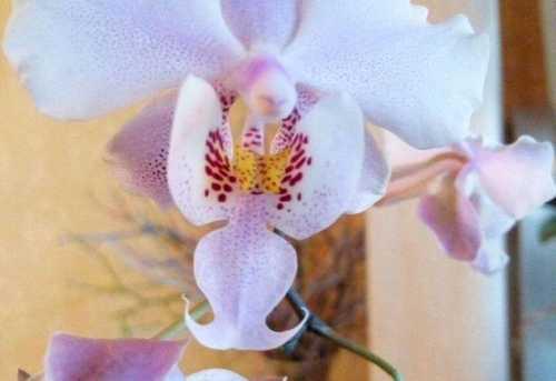 Орхидея фаленопсис Шиллериана