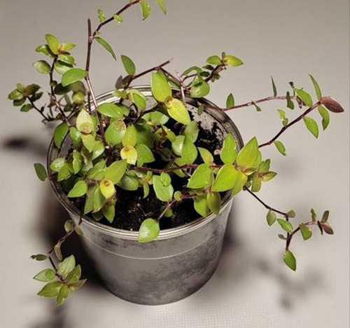 Каллизия " Голд" декоративно листное растение
