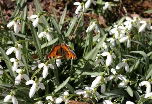 Подснежники галантус