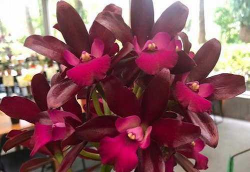 Орхидеи каттлеи