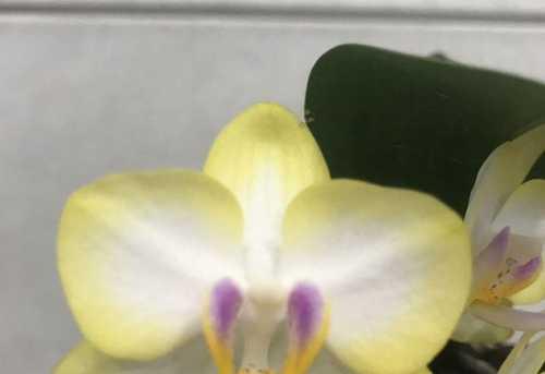 Орхидея фаленопсис Сладкая девочка