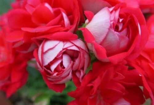 Пеларгонии-розы