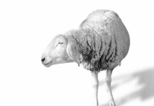 Охота на овец. Харуки Мураками