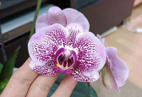 Орхидея Pobre