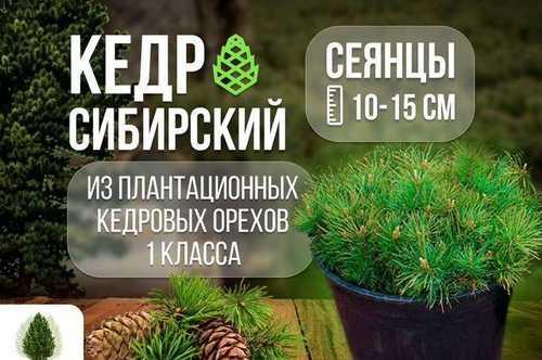 Сеянцы кедра