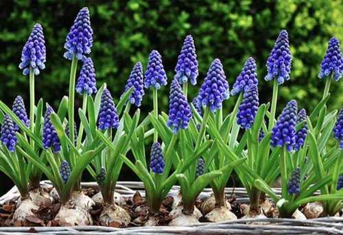 Луковицы Мускари