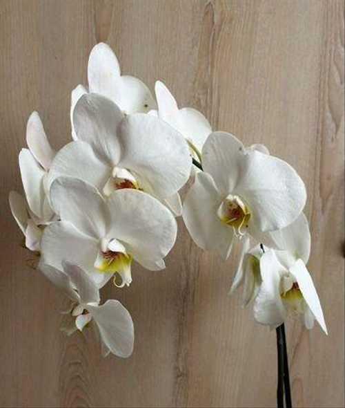Королевская орхидея (фаленопсис грандифлора)