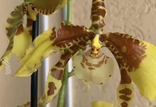 Rossioglossum Rawdon Jester (орхидея шут)