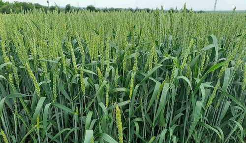 Семена пшеницы-двуручки Trinity (Канада)