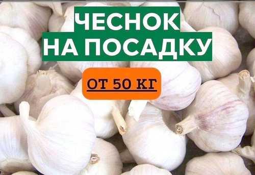 Чеснок озимый на посадку