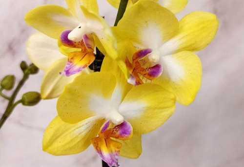 Орхидея фаленопсис Сладкая девочка