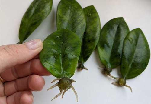 Замиокулькас замиелистный листок с корнем