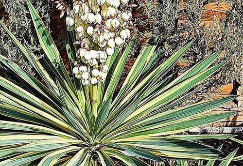 Ростки юкки пёстрой Yucca gloriosa