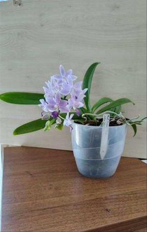 Орхидея Phalaenopsis Summer Rose 'Blue star'