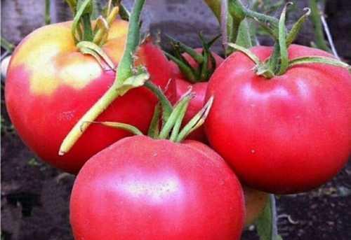 Семена урожайного томата Башкирский Красавец
