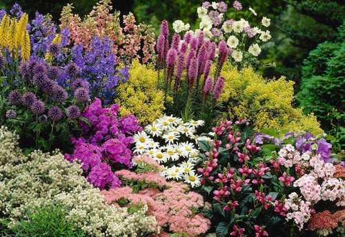 Многолетние цветы для Вашего сада опт, розница