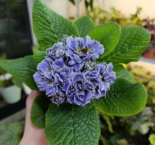 Примула махровая, Каланхоэ