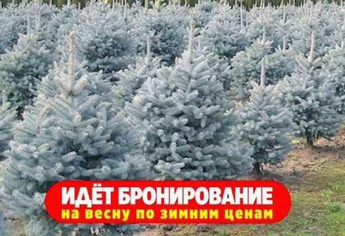 Премиальная голубая ель с доставкой