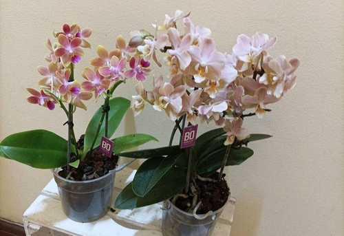 Орхидея фаленопсис парфюм в ассортименте