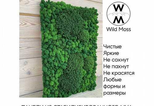 Панели из стабилизированного мха