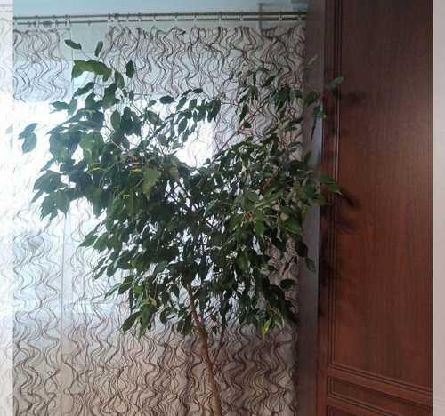 Продам фикус бенджамина. Высота от пола - 2 метра
