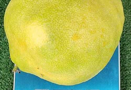 Семена лимона. Плоды лимона Пандероза