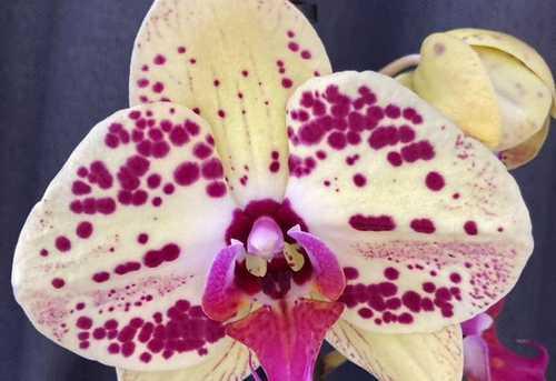 Орхидея фаленопсис Мариола