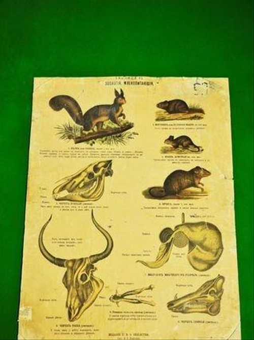 Плакат млекопитающих дореволюционный