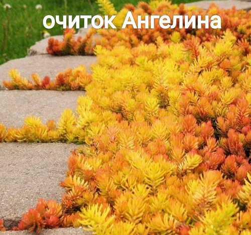 Очиток Ангелина