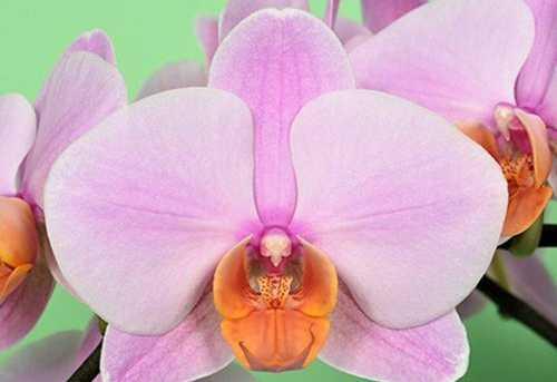 Орхидея Phal. YH0887